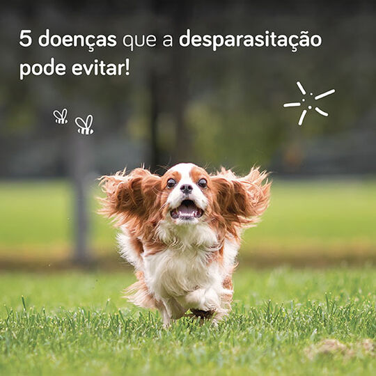 ZU | Loja de Animais Online